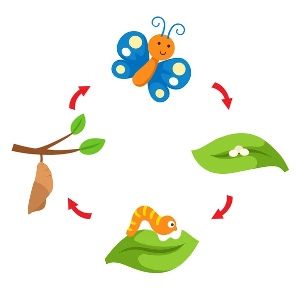 Butterfly Life Cycle Clipart