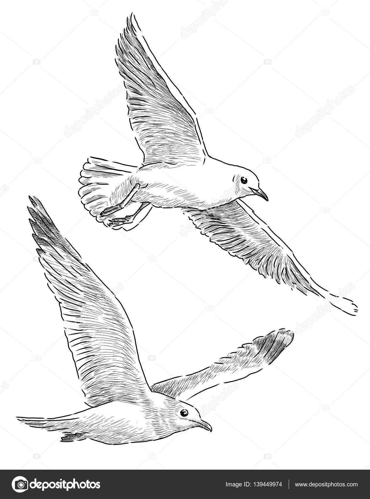 Gull Drawing