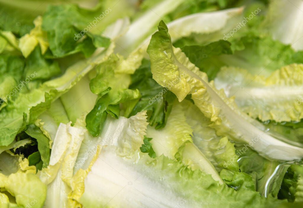 Lactuca sativa var crispa. Este es el nombre científico de la lechuga ...