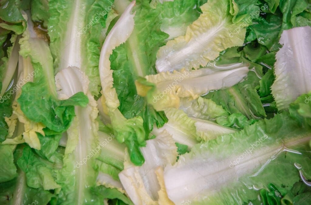 Lactuca sativa var crispa. Este es el nombre científico de la lechuga ...