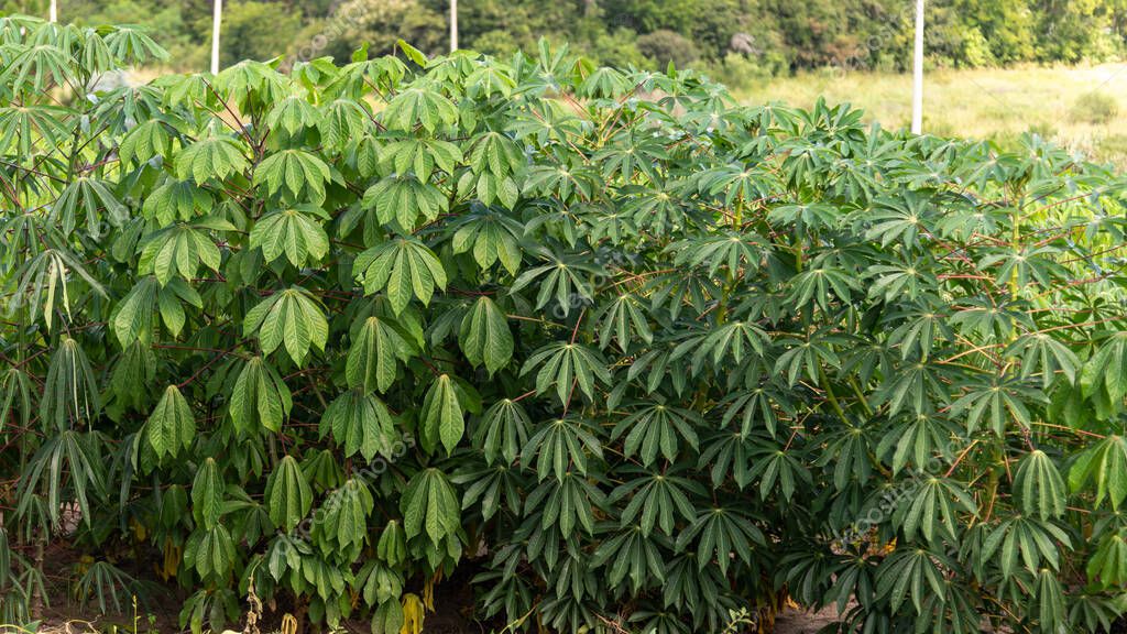 Mandioqueira, conocida como Mandioca, mandioca, yuca, castelinha, uaipi ...