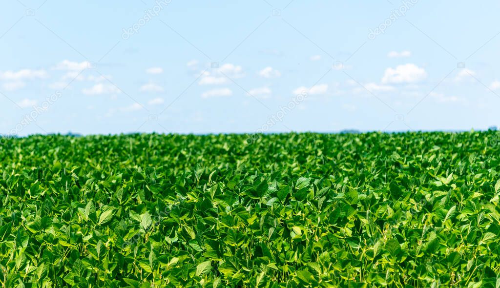 Cultivo de soja en Brasil. La soja es una planta perteneciente a la ...