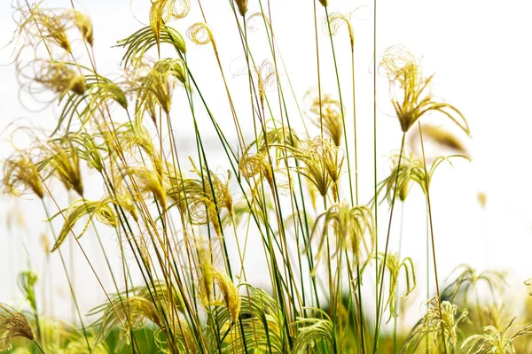 Invasive plant Images - Search Images on Everypixel