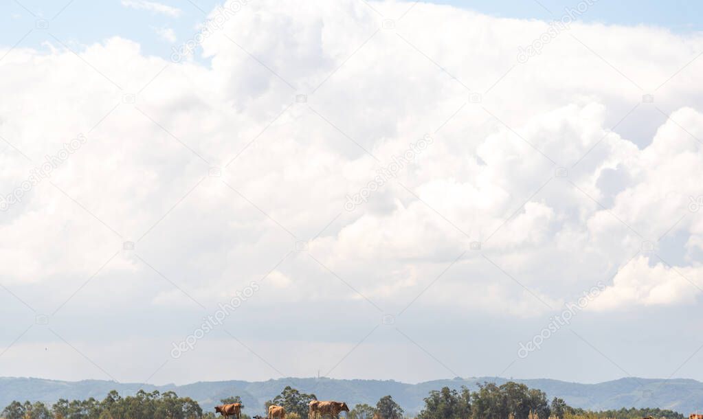 Campos de pastoreo en el sur de Brasil. Los campos nativos están ...