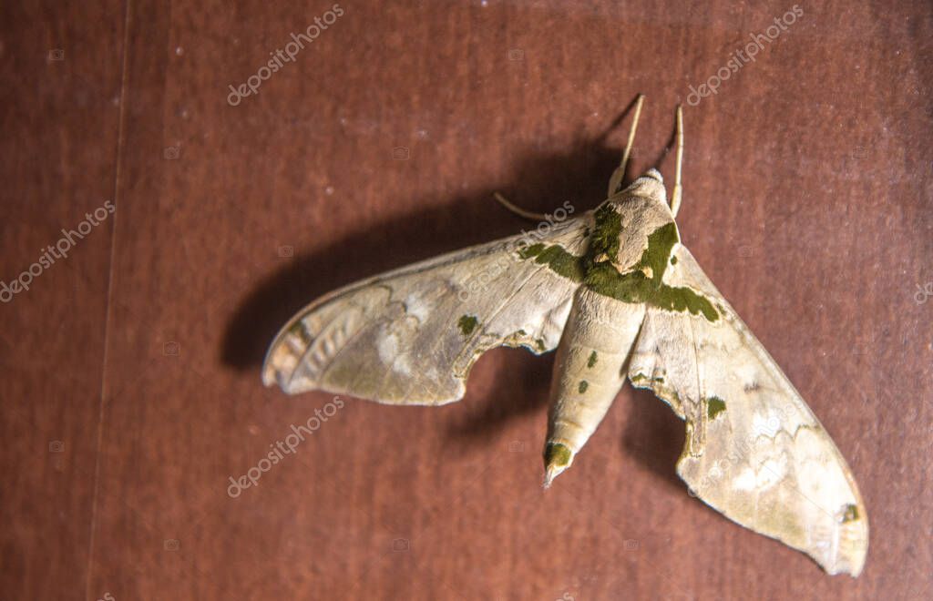 Las polillas o polillas son insectos lepidópteros de la división ...