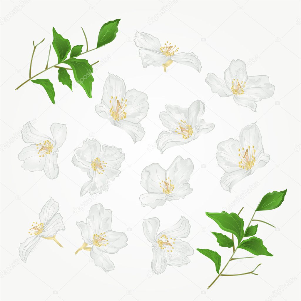 Jasmine flowers set vector Stock Vector Image by ©Tina5 #125630530