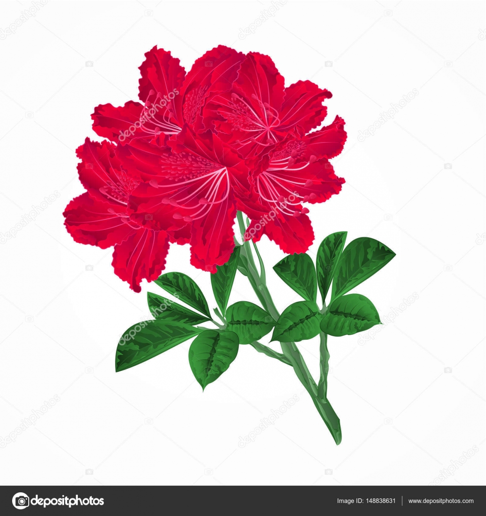 Rhodora Flower Symbolism | Best Flower Site