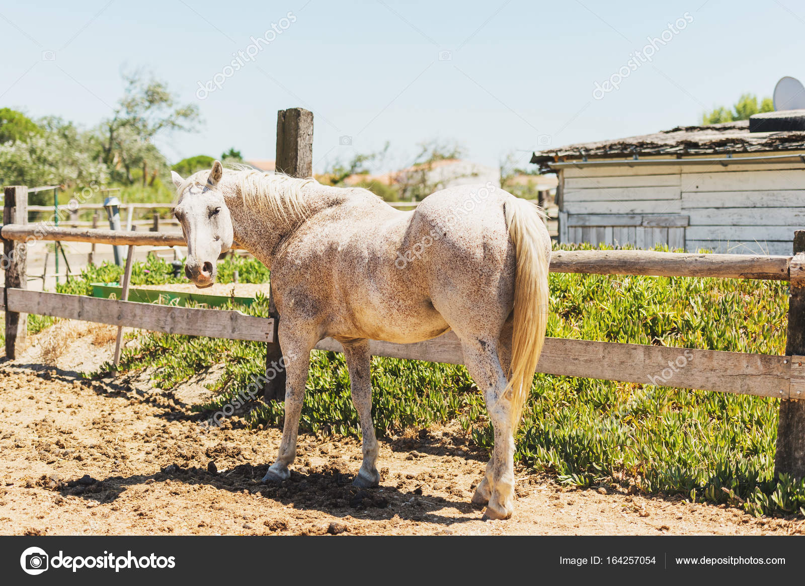 Beautiful white camargue horse, back view — Stock Photo © annanahabed ...