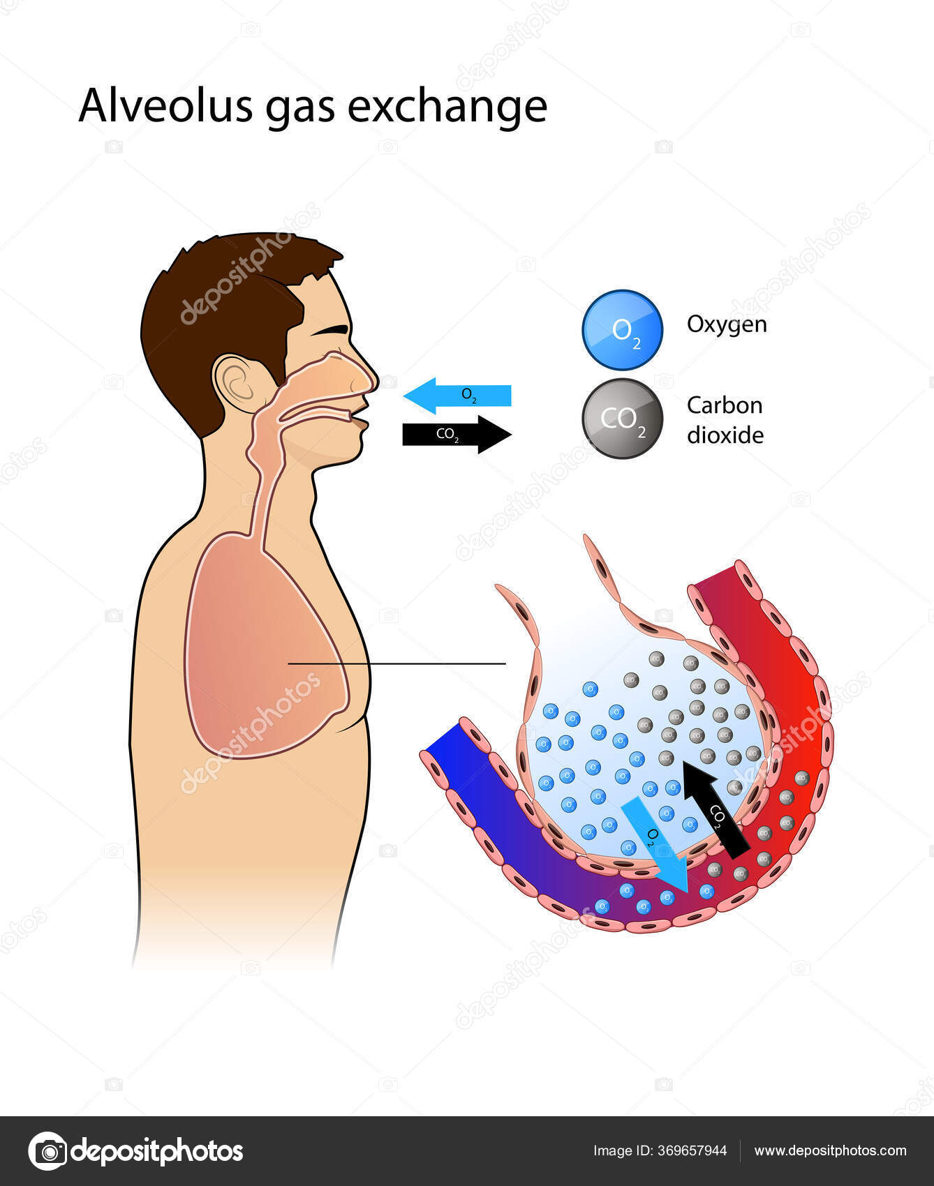Alveolus Gas Exchange Pulmonary Alveolus Alveoli Capillaries Lungs ... Alveolus Gas Exchange Pulmonary Alveolus Alveoli Capillaries Lungs ...