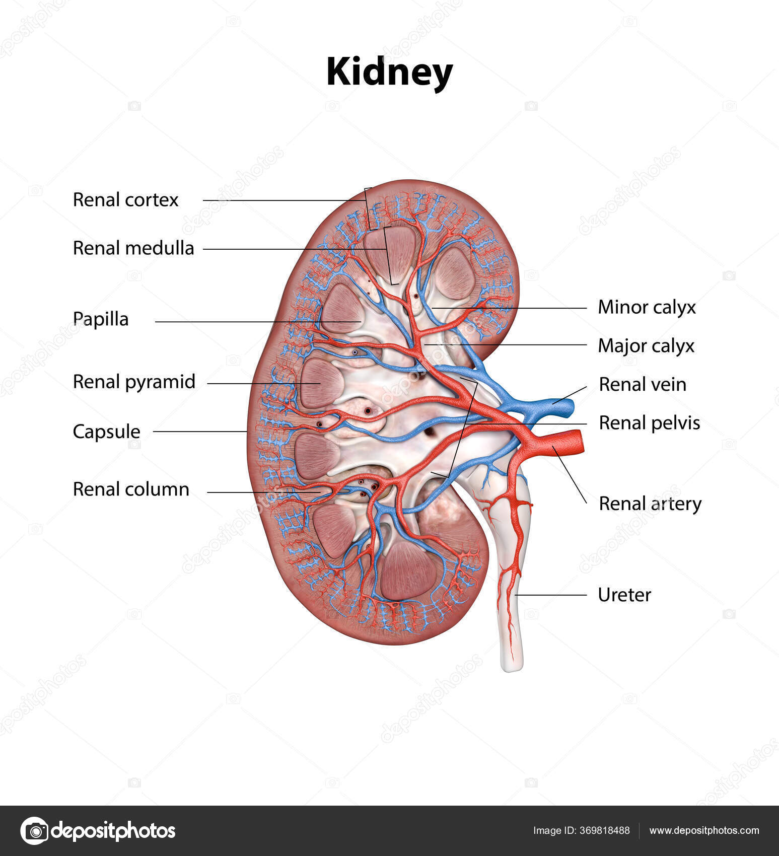Human Kidney Cross Section Scientific Background Anatomy Urinary System Main Stock Photo by ...