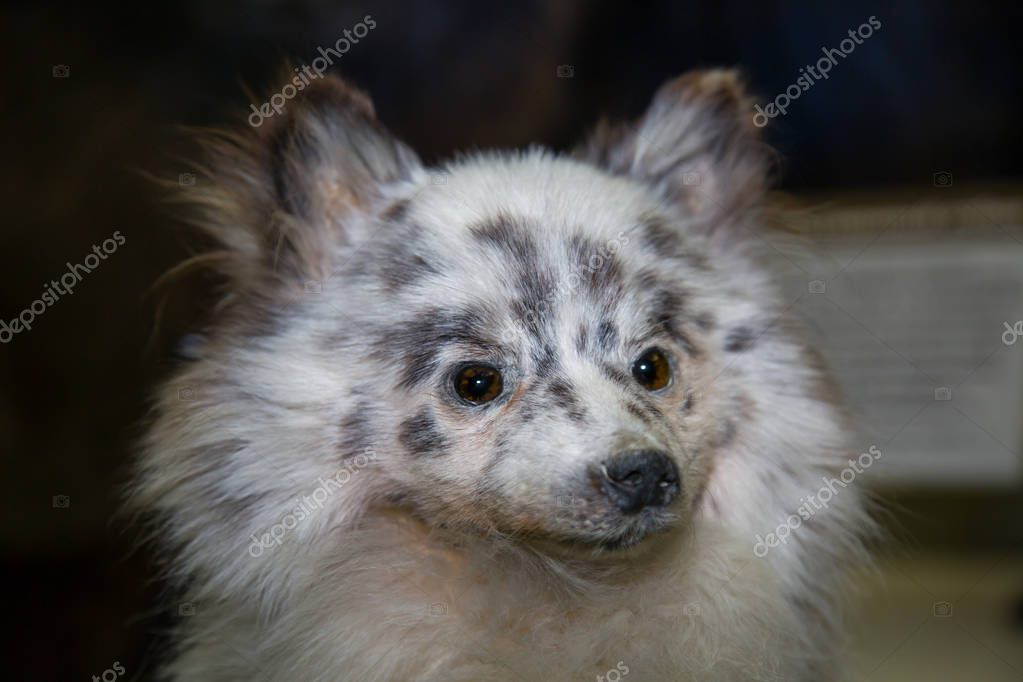Retrato de un hermoso perro Spitz alemán esponjoso (Canis familiaris ...