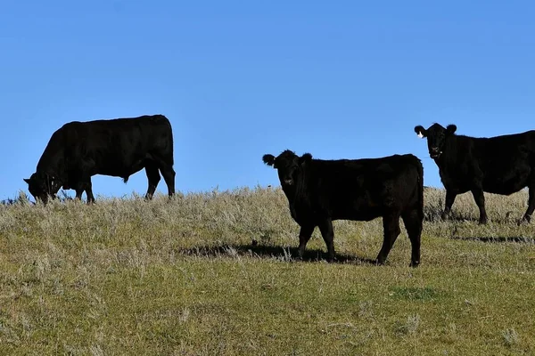 Black angus cattle Stock Photos, Royalty Free Black angus cattle Images ...