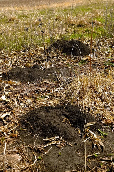 Dirt mounds Stock Photos, Royalty Free Dirt mounds Images | Depositphotos