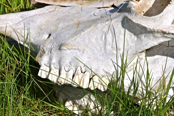 State of animal decomposition Stock Photos, Royalty Free State of ...