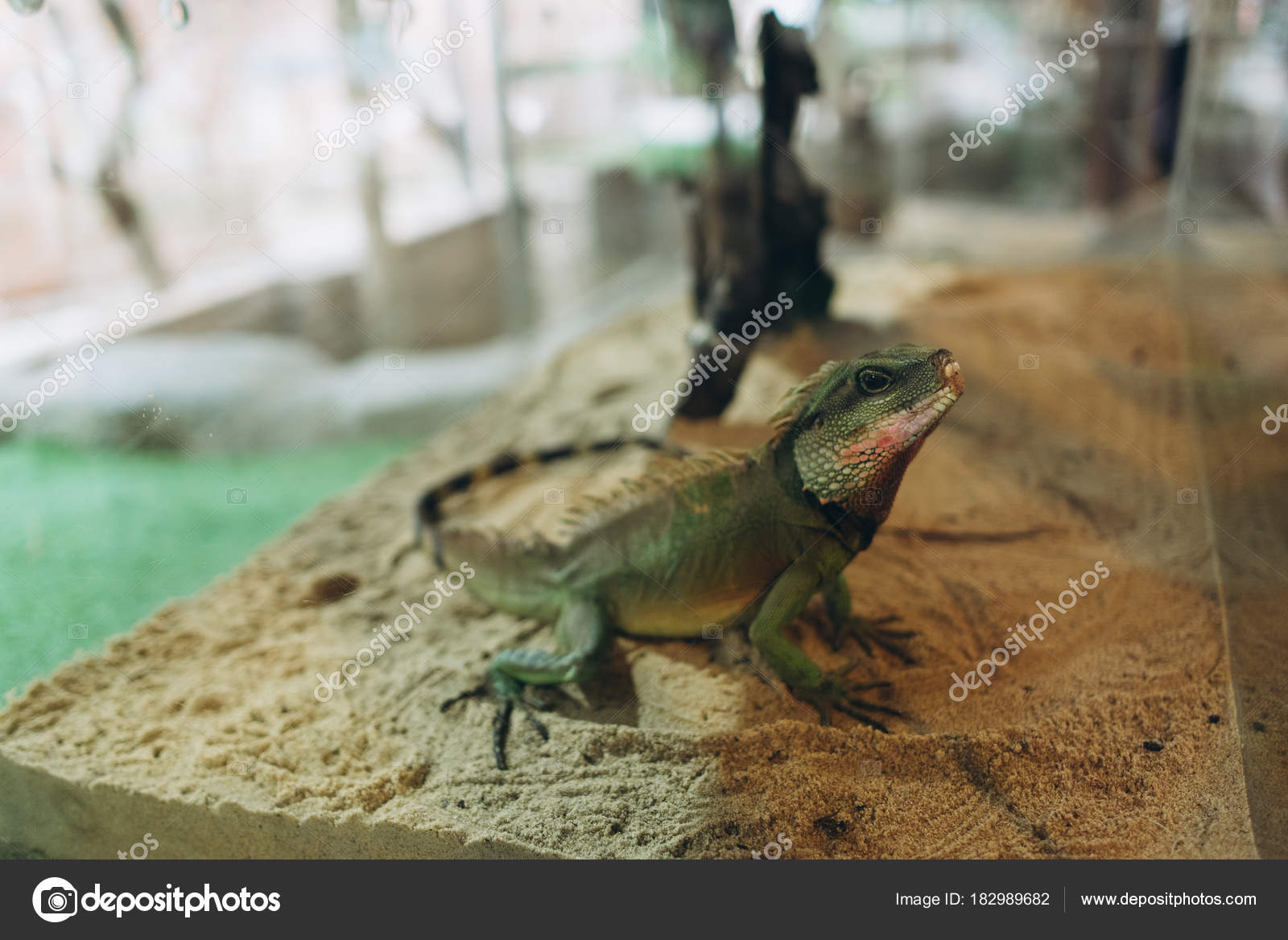 Pretty Green Lizard Sitting Stone Glass Wall — Stock Photo © tytbil88 ...