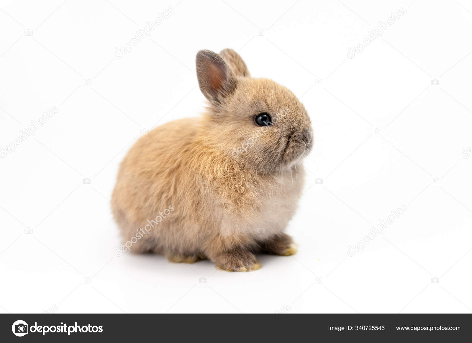 Baby Bunny Background