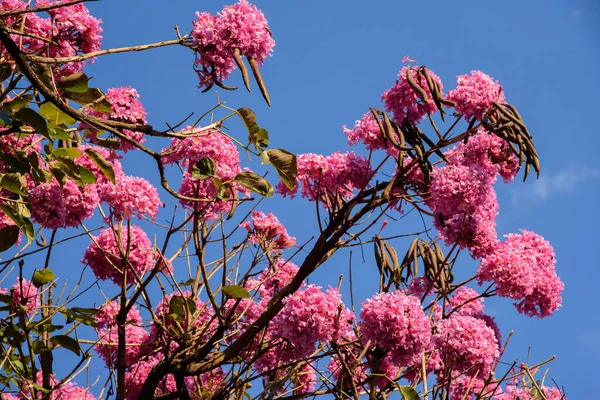 Beautiful Pink Trees Flowers Sky Background — Stock Photo © GeBetiol ...