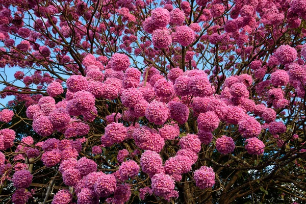 Beautiful Pink Trees Flowers Sky Background — Stock Photo © GeBetiol ...