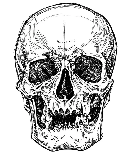 Drawn human skull | Drawing of human skull — Stock Vector ...
