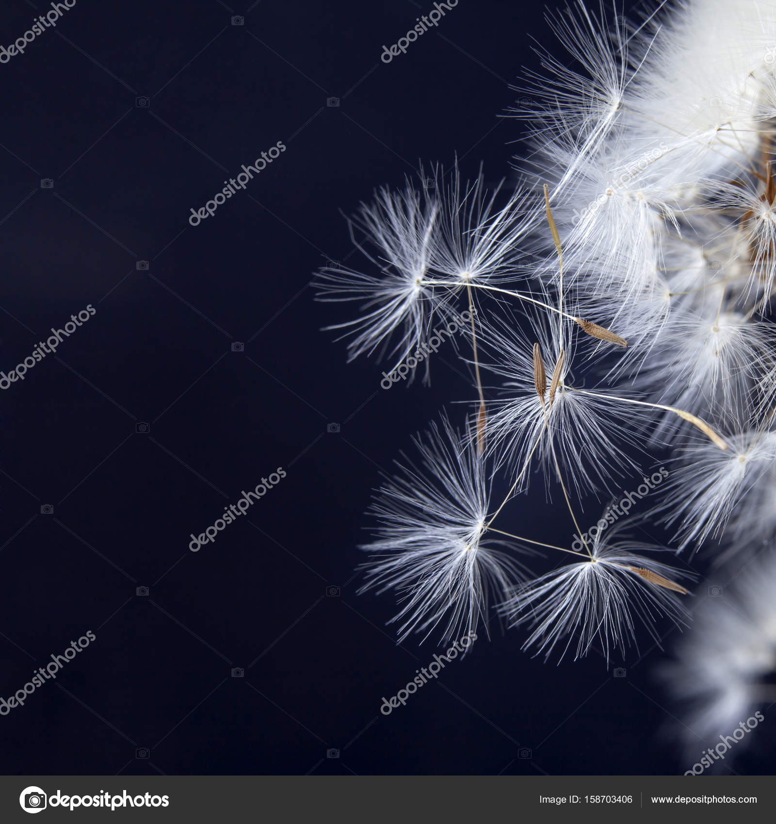 The dandelion with seeds ready for dispersal isolated on black ... The dandelion with seeds ready for dispersal isolated on black ...