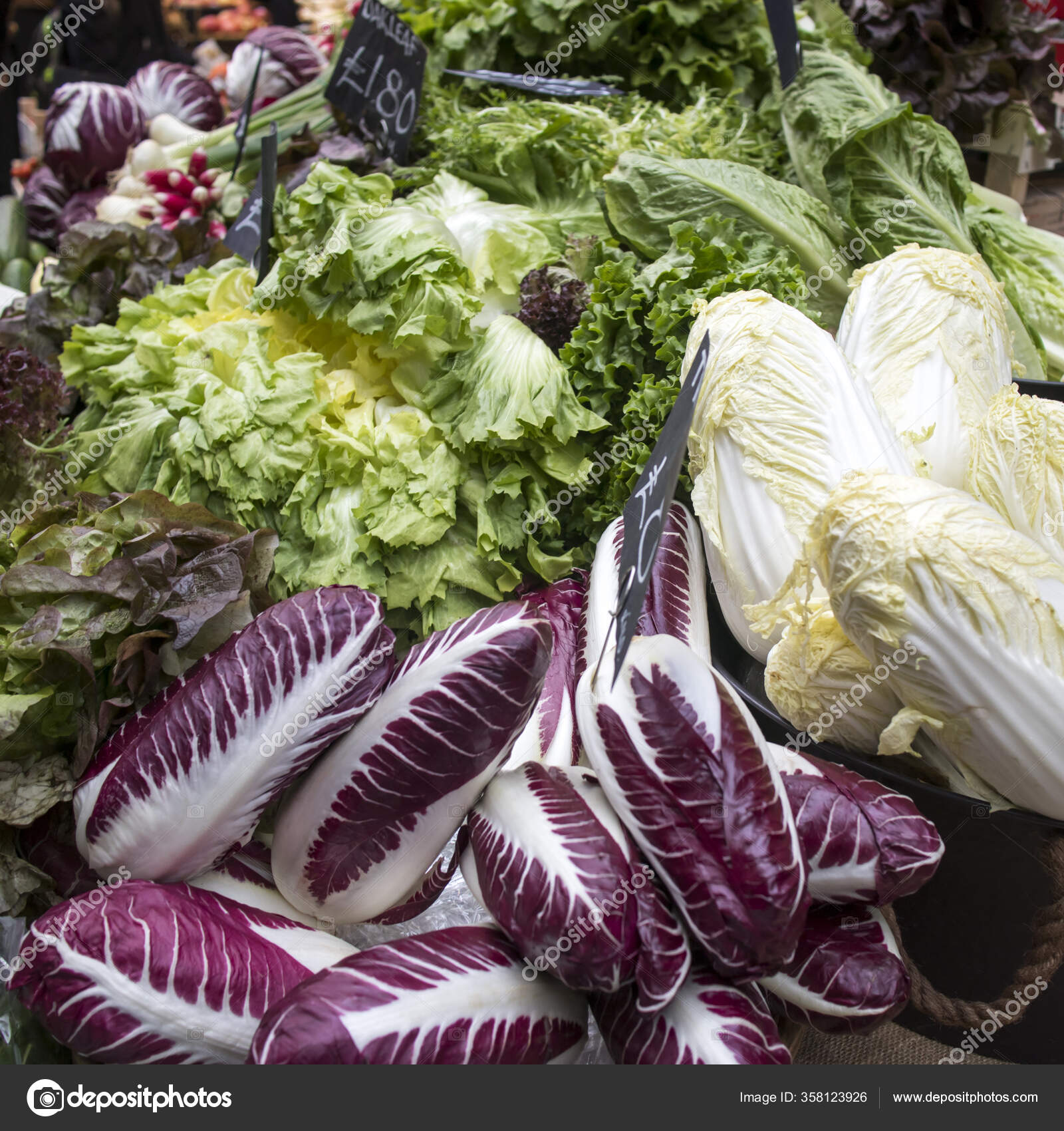 Radicchio Rosso Treviso Commonly Known Treviso Has Elongated Variegated ...