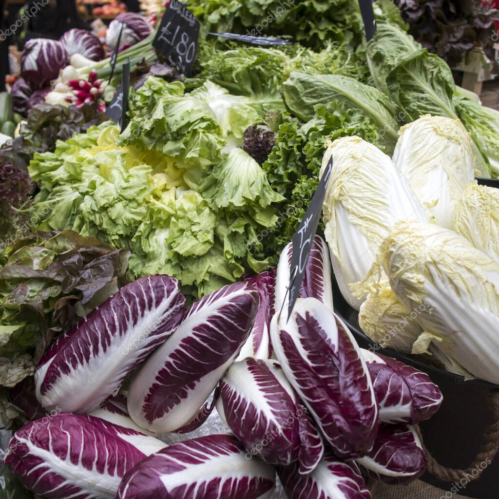 Radicchio rosso di Treviso, com nmente conocido como Treviso ha ...