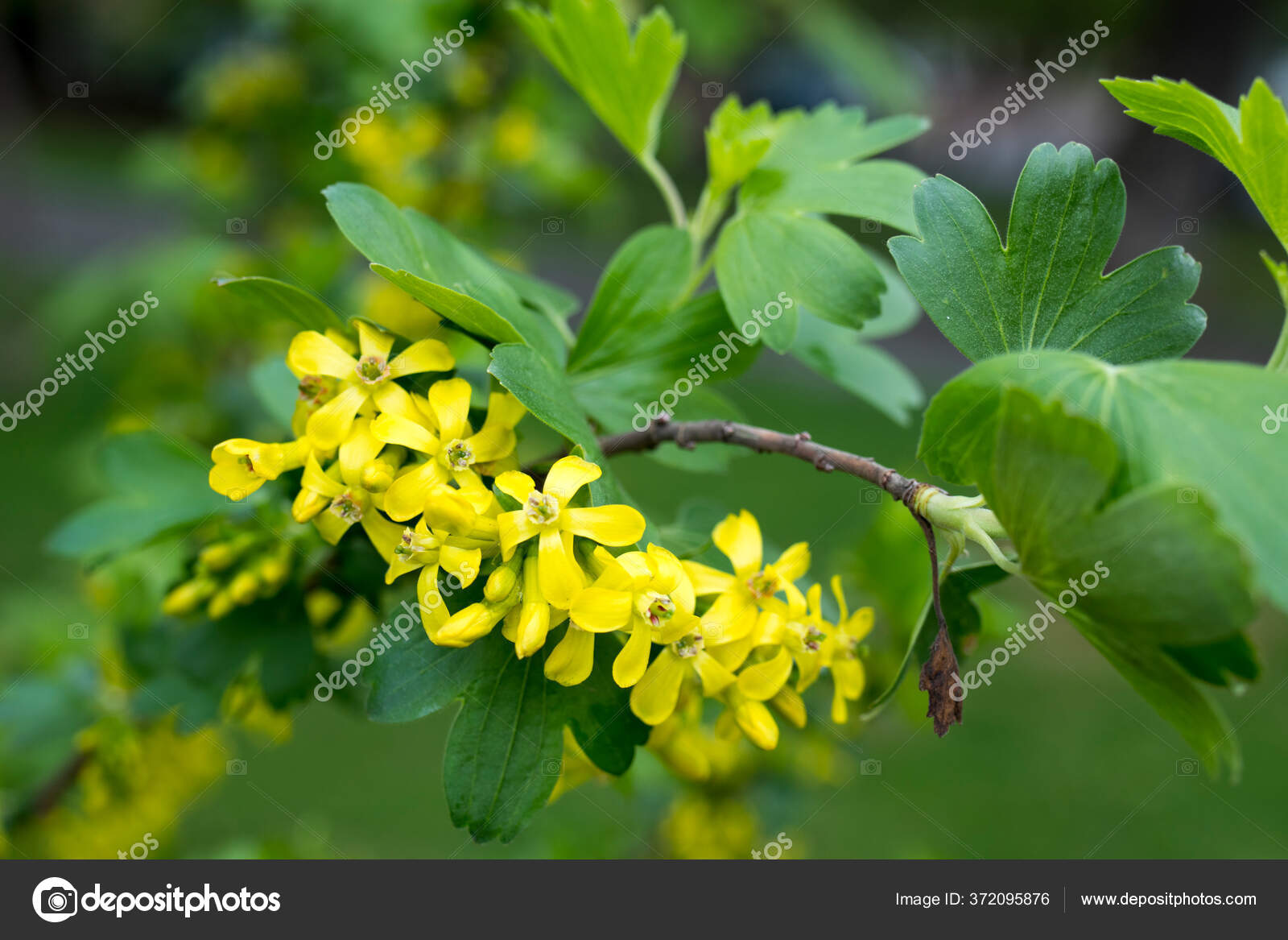 Gooseberry Flowers