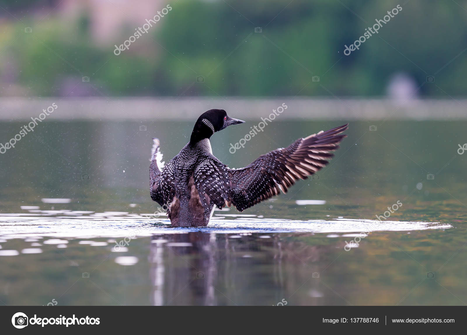 Common Loon, Quebec Canada. — Stock Photo © campbell2@sympatico.ca ...