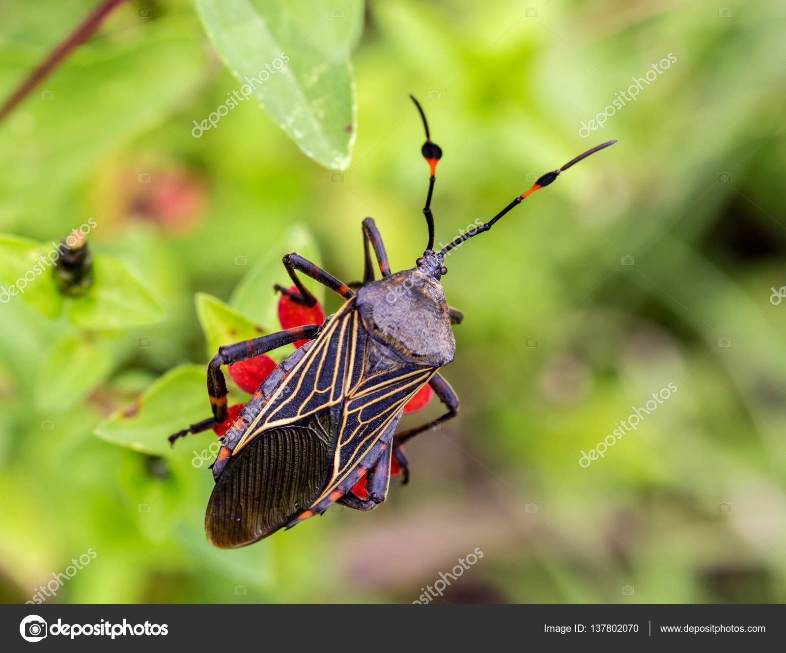 Deadly Kissing Bug Mexico. Stock Photo by ©campbell2@sympatico.ca 137802070