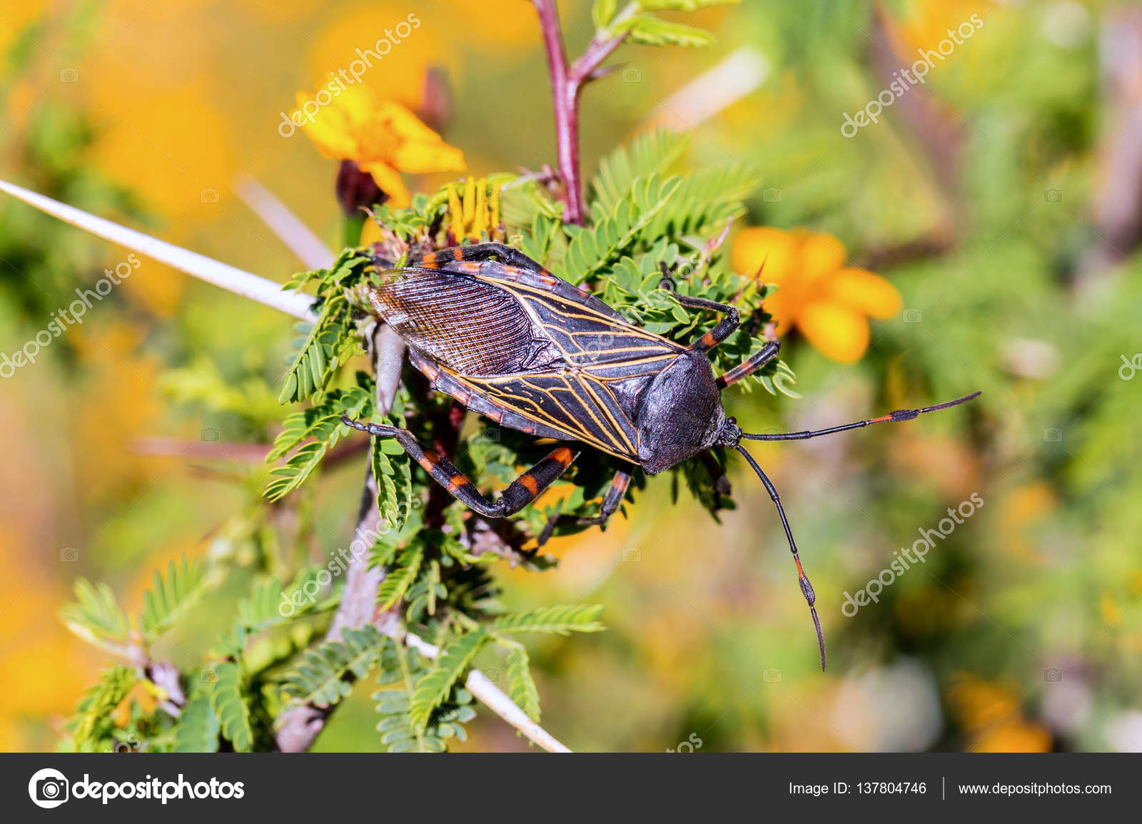 Deadly Kissing Bug Mexico. Stock Photo by ©campbell2@sympatico.ca 137804746
