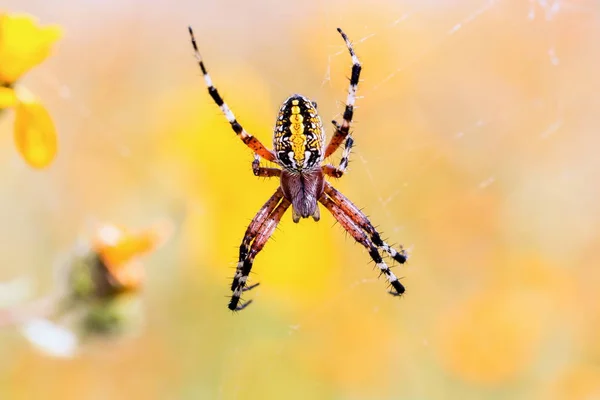 Golden silk orb-weaver spider. Stock Photo by ©campbell2@sympatico.ca ...