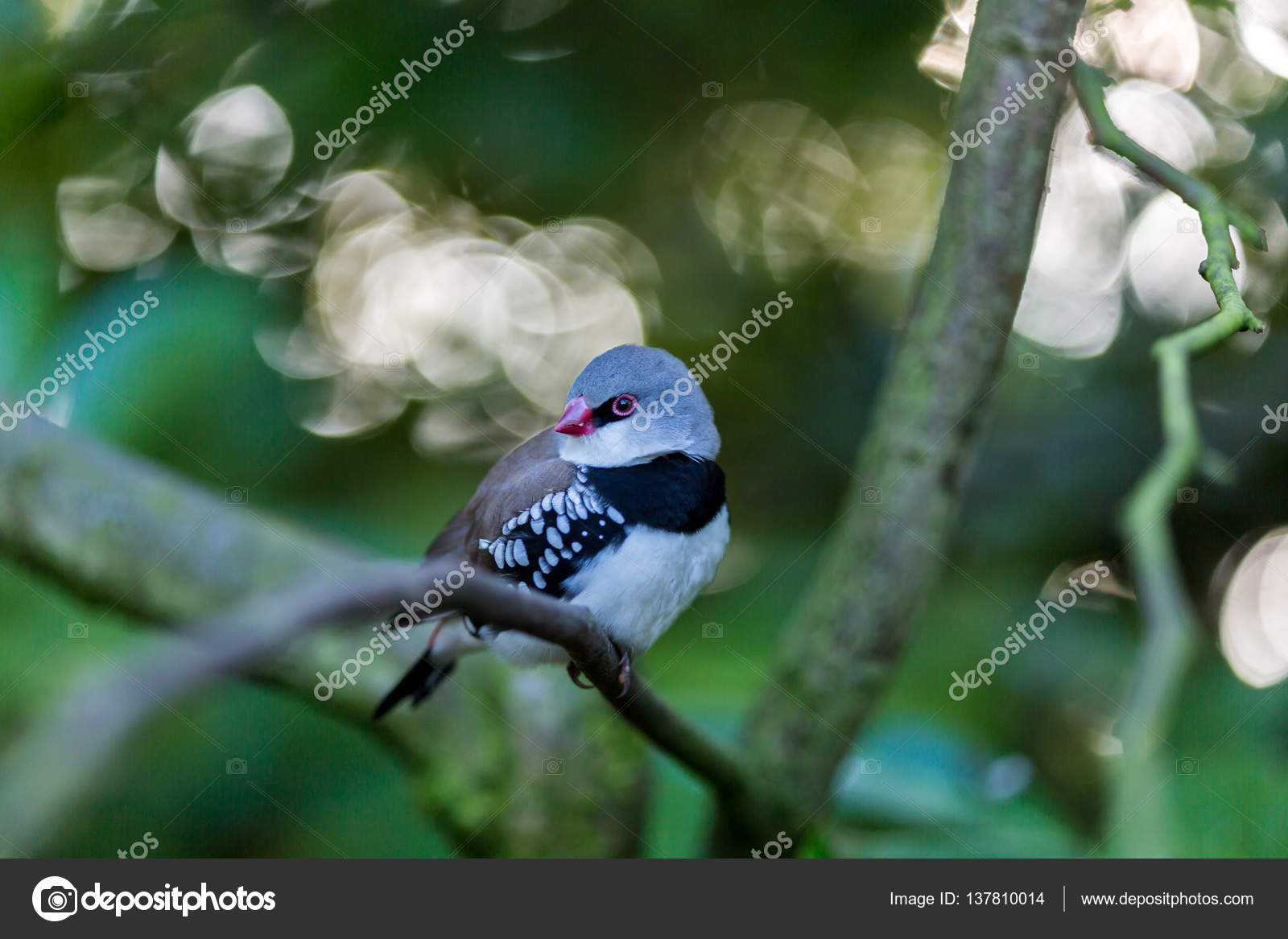 Diamond Firetail Finch Stock Photo by ©campbell2@sympatico.ca 137810014