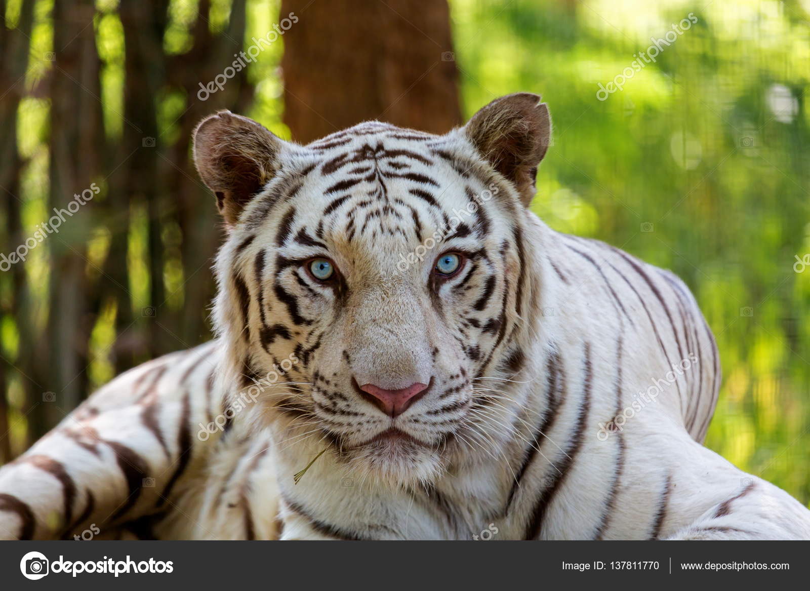 White Tiger India. Stock Photo by ©glassandnature 137811770
