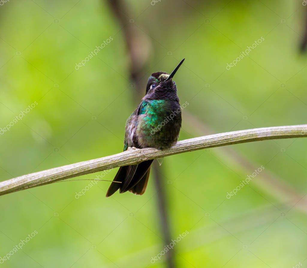 El colibr blanco, es un peque o colibr . Tiene una longitud de 9 a 10 ...