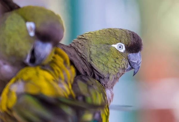 Parrot talons Stock Photos & Royalty-Free Images | Depositphotos