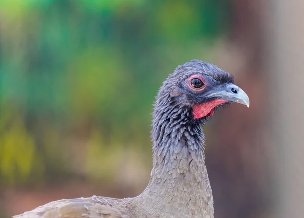 Chachalacas Stock Photos, Royalty Free Chachalacas Images | Depositphotos