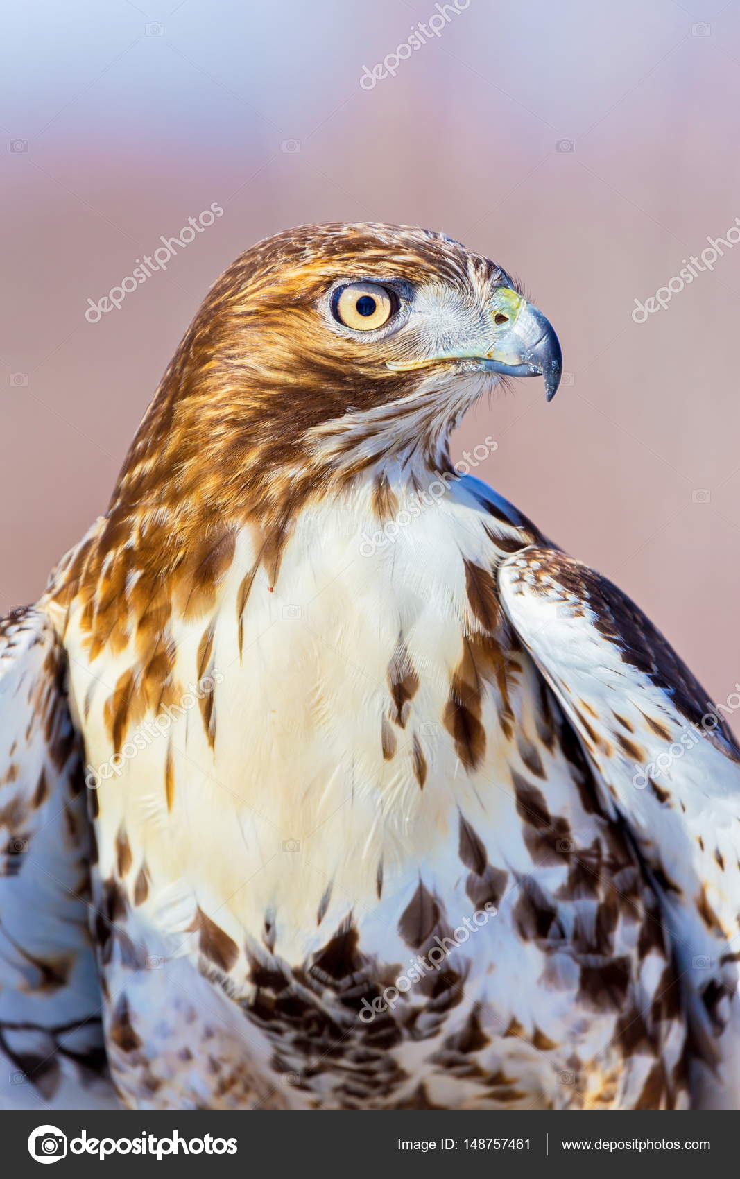 Red Tailed Hawk Bird Prey One Three Species Colloquially Known Stock ...