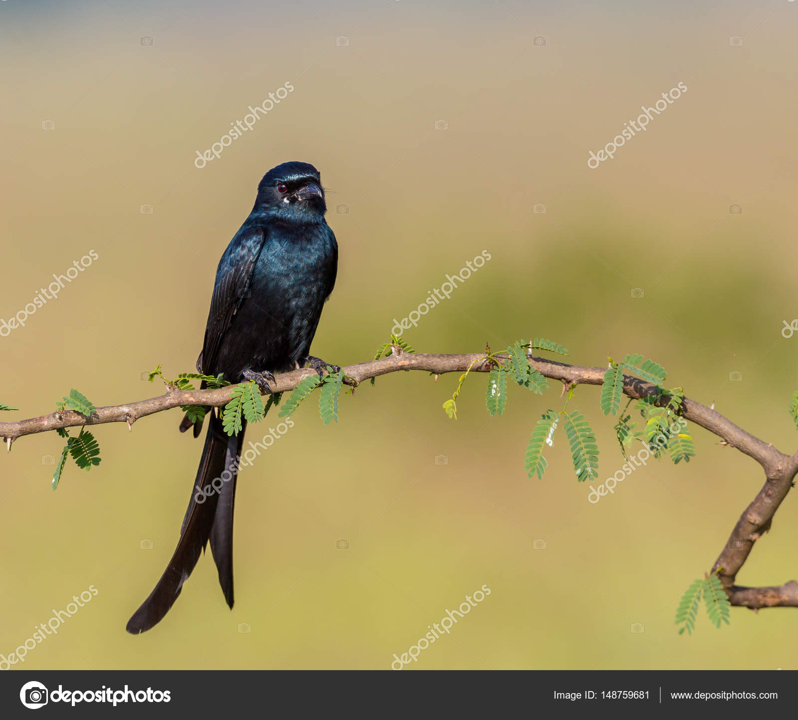 Fork Tailed Drongo Also Called Common African Savanna Species Family ...