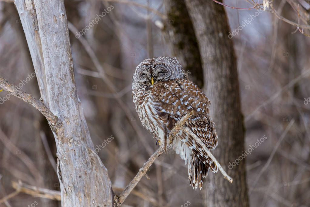 El búho barrado es un gran búho típico nativo de América del Norte ...