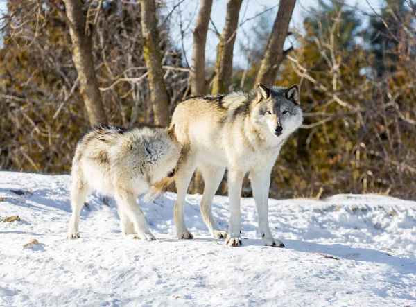 two wolves in snow - Stock Image - Everypixel