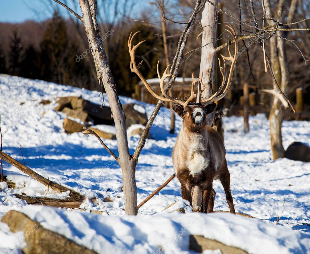 El reno, tambi n conocido como caribou en Am rica del Norte, es una ...