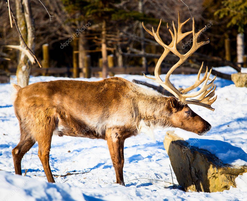 El reno, también conocido como caribou en América del Norte, es una ...