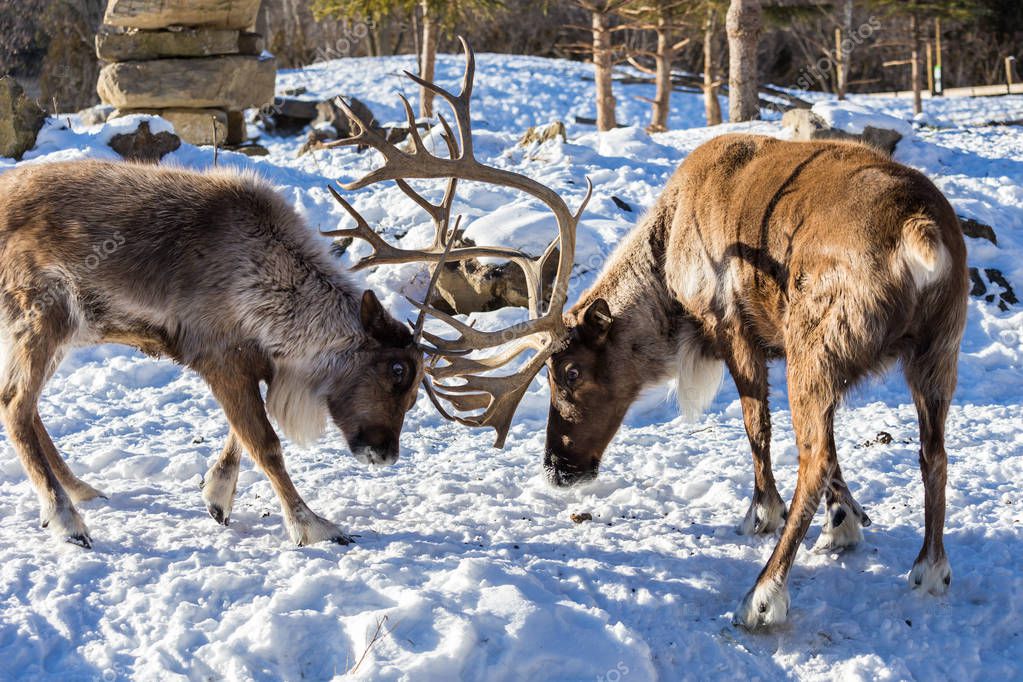 El reno, también conocido como caribou en América del Norte, es una ...