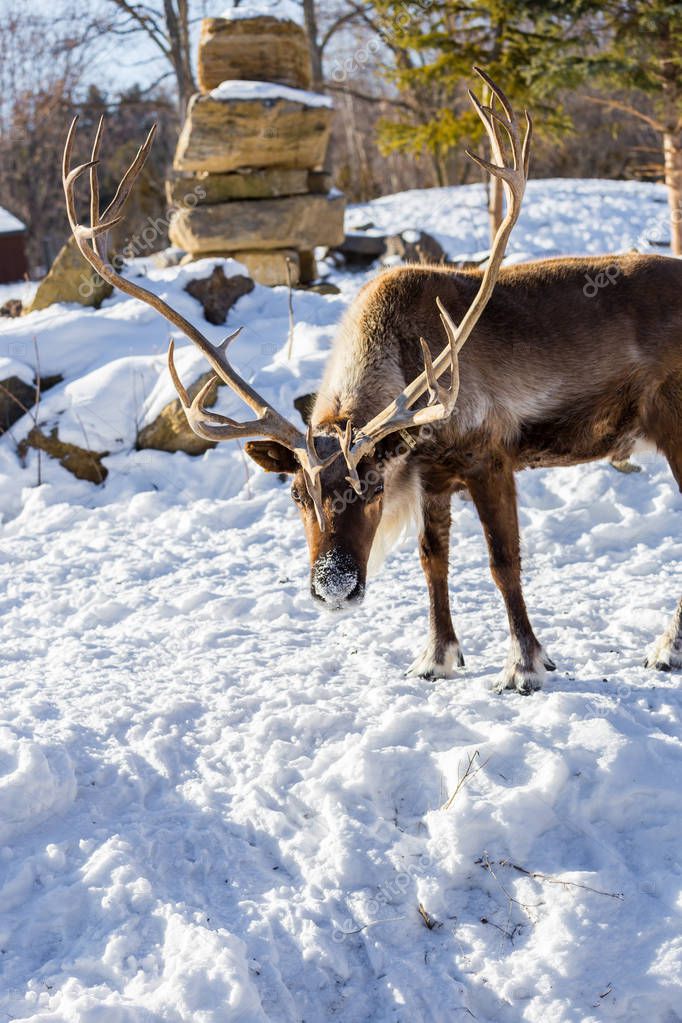 El reno, también conocido como caribou en América del Norte, es una ...