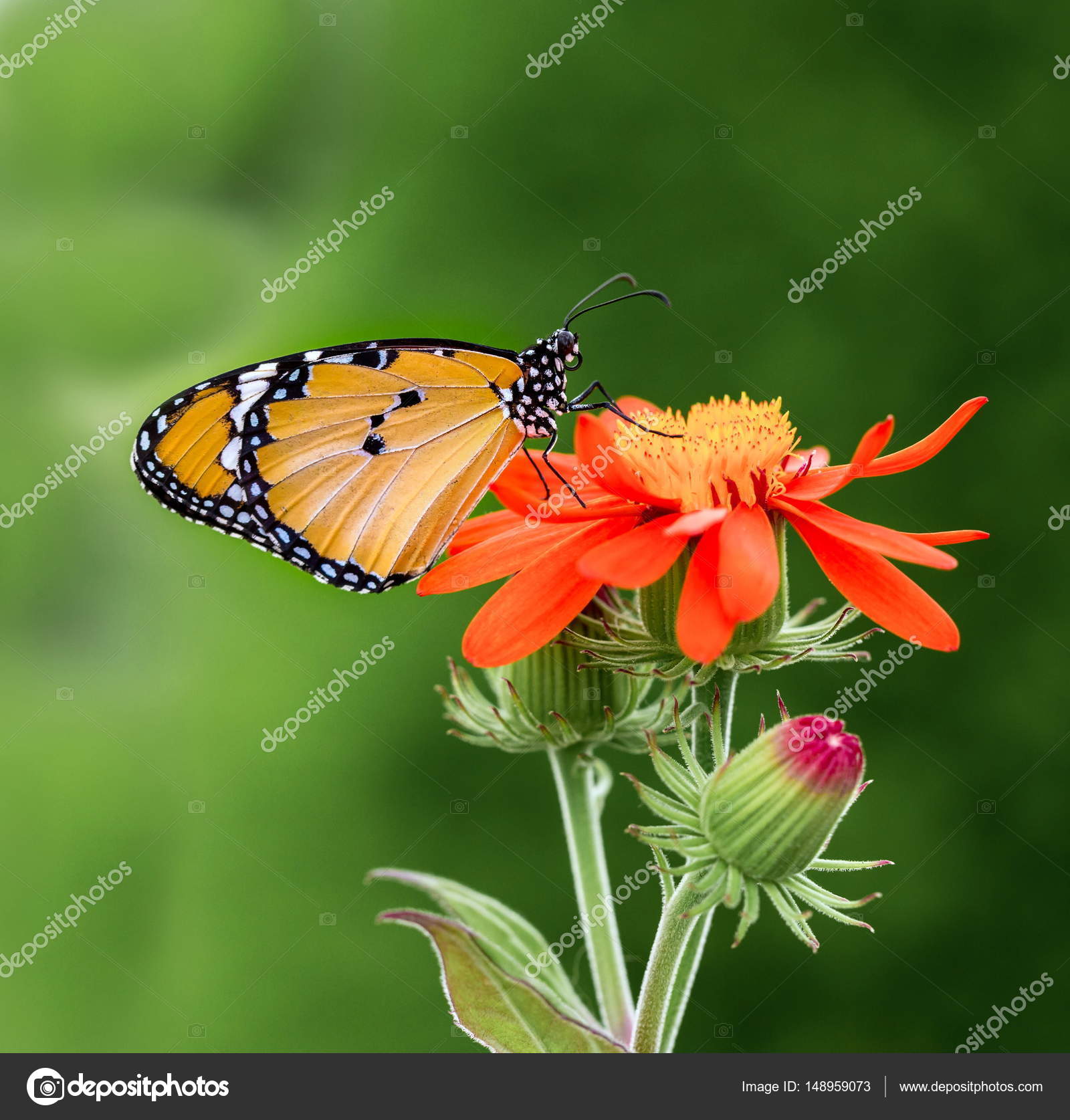 African Monarch Butterfly Feeding Orange Wild Flower — Stock Photo ...