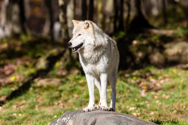 Wolf on rock Stock Photos, Royalty Free Wolf on rock Images | Depositphotos