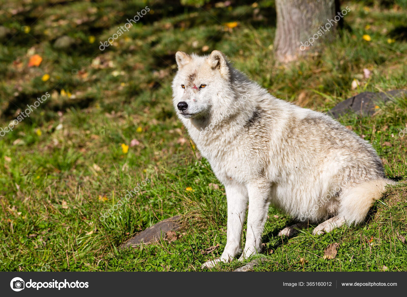 Close Shot Beautiful White Wolf Nature Stock Photo by ©campbell2 ...