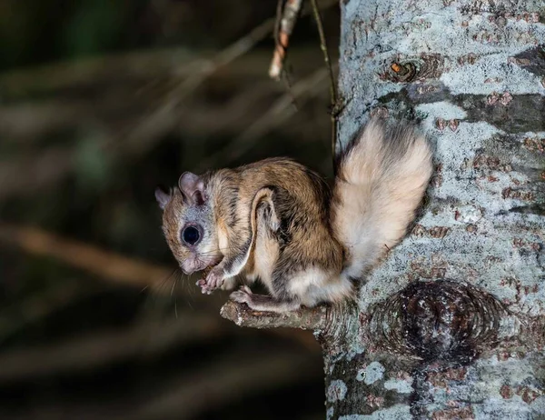 Siberian flying squirrel Stock Photos, Royalty Free Siberian flying ...