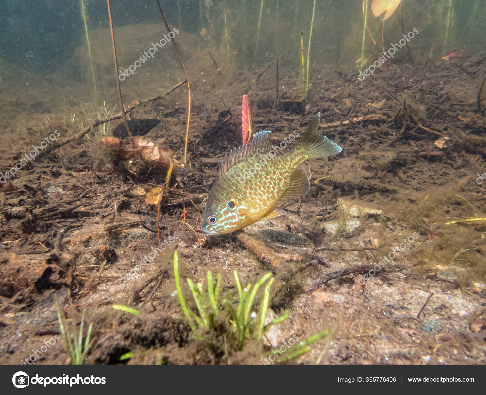 Close Shot Beautiful Exotic Fish Aquarium — Stock Photo ...