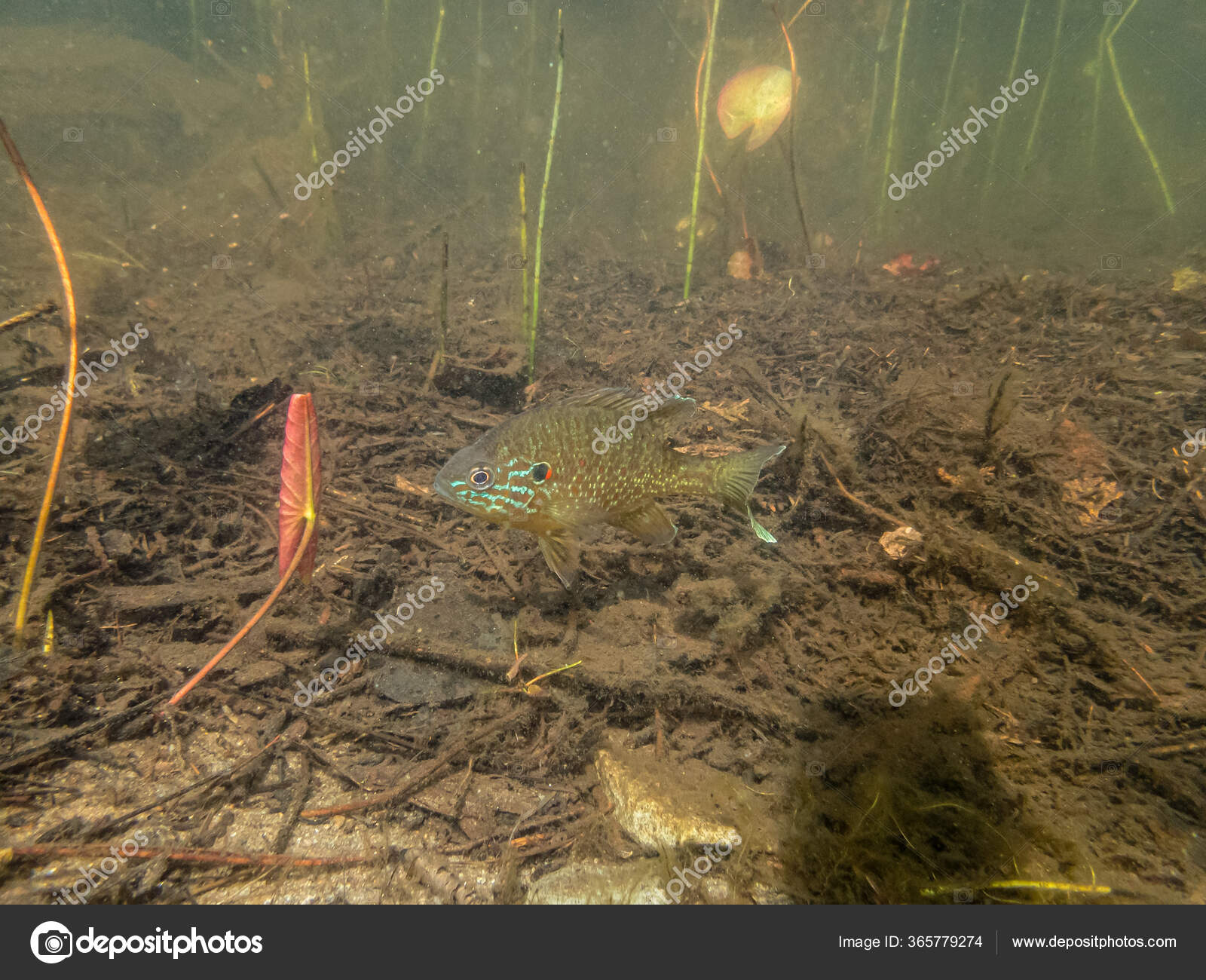 Close Shot Beautiful Exotic Fish Aquarium — Stock Photo ...